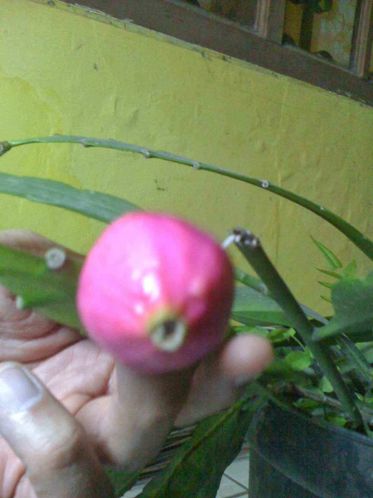 Indonesian Antiques: Buah Wijaya Kusuma Sangat Langka