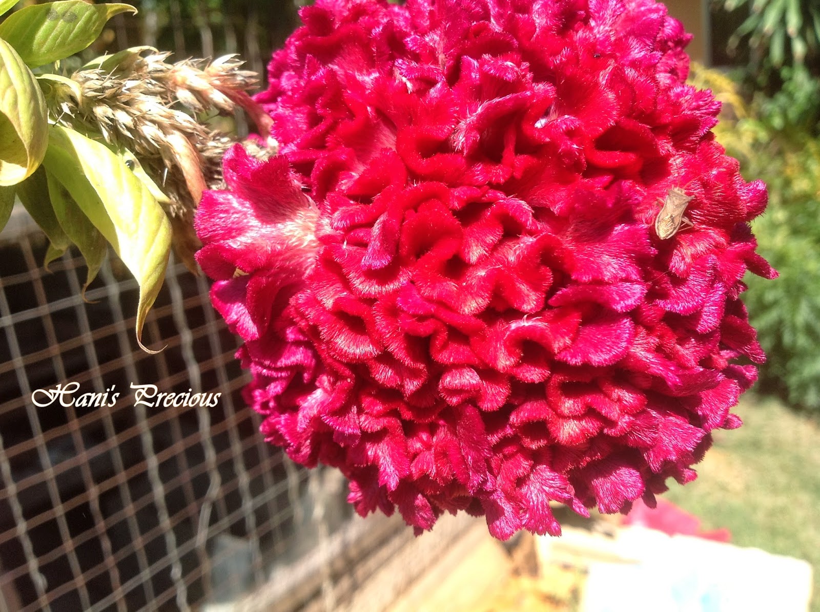 Hani's Precious: Bunga Balung Ayam