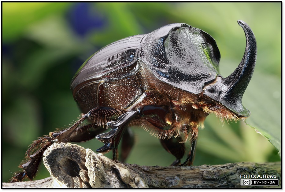 FAUNA AUXILIAR: FAMILIA SCARABAEIDAE