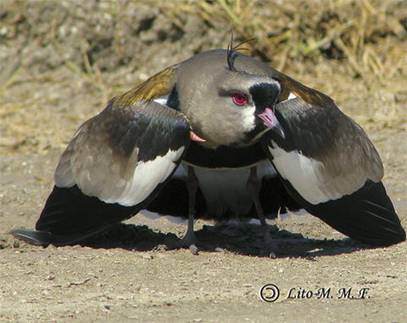 Paa 'jarito: El tero
