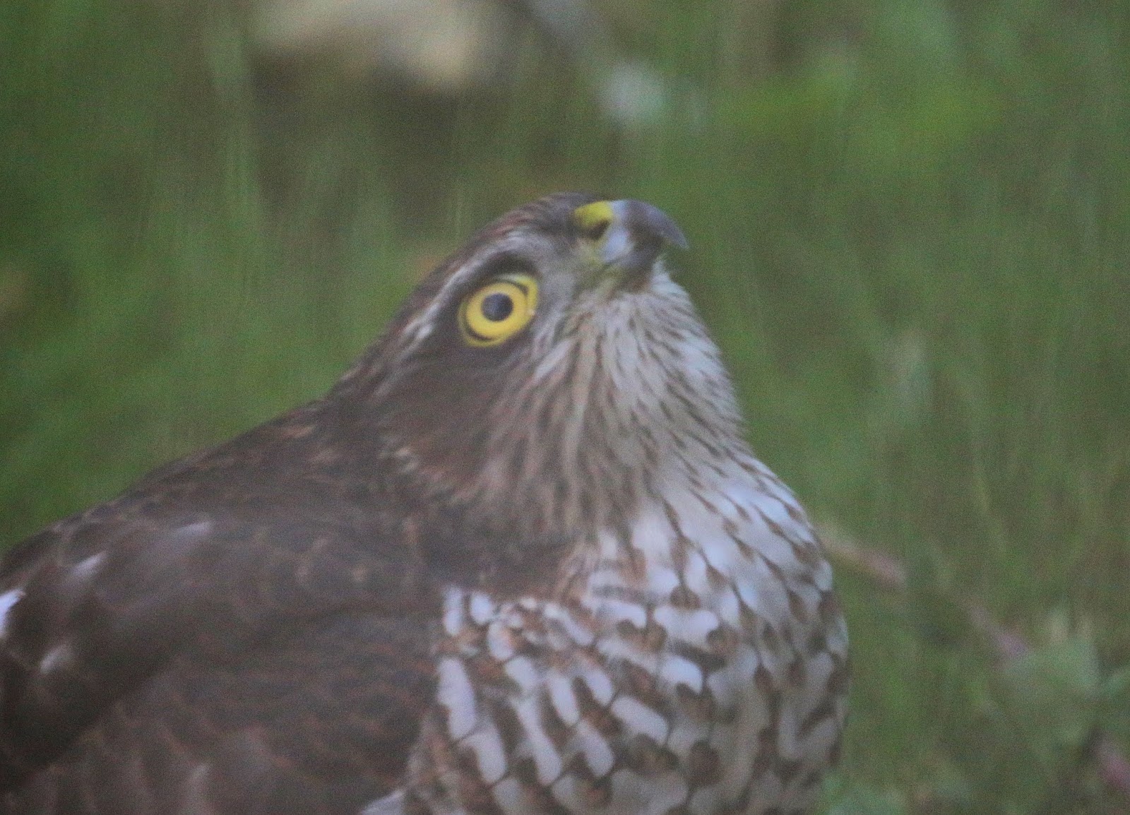 Birding with Flowers: Another Week of Two Halves