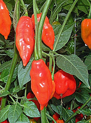 Backyard Patch Herbal Blog: Hot Pepper #3 - Hot Paper Peppers