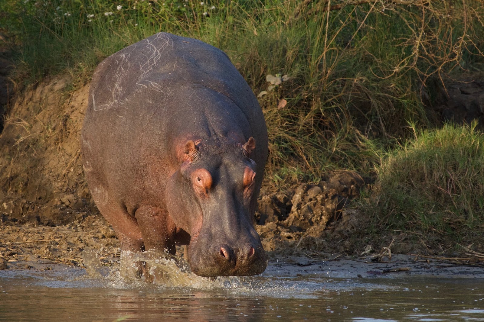 Naturfoto Einar Hugnes: Sør-Afrika 2: Blant flodhester på elva i St. Lucia