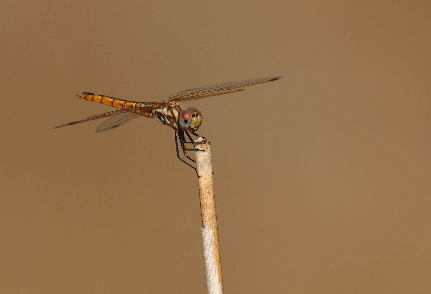 Steve Rogers birding: Some dragonflies in SE Cyprus
