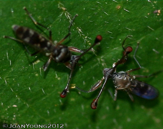 South African Photographs: Stalk-eyed Fly ( Diasemopsis)