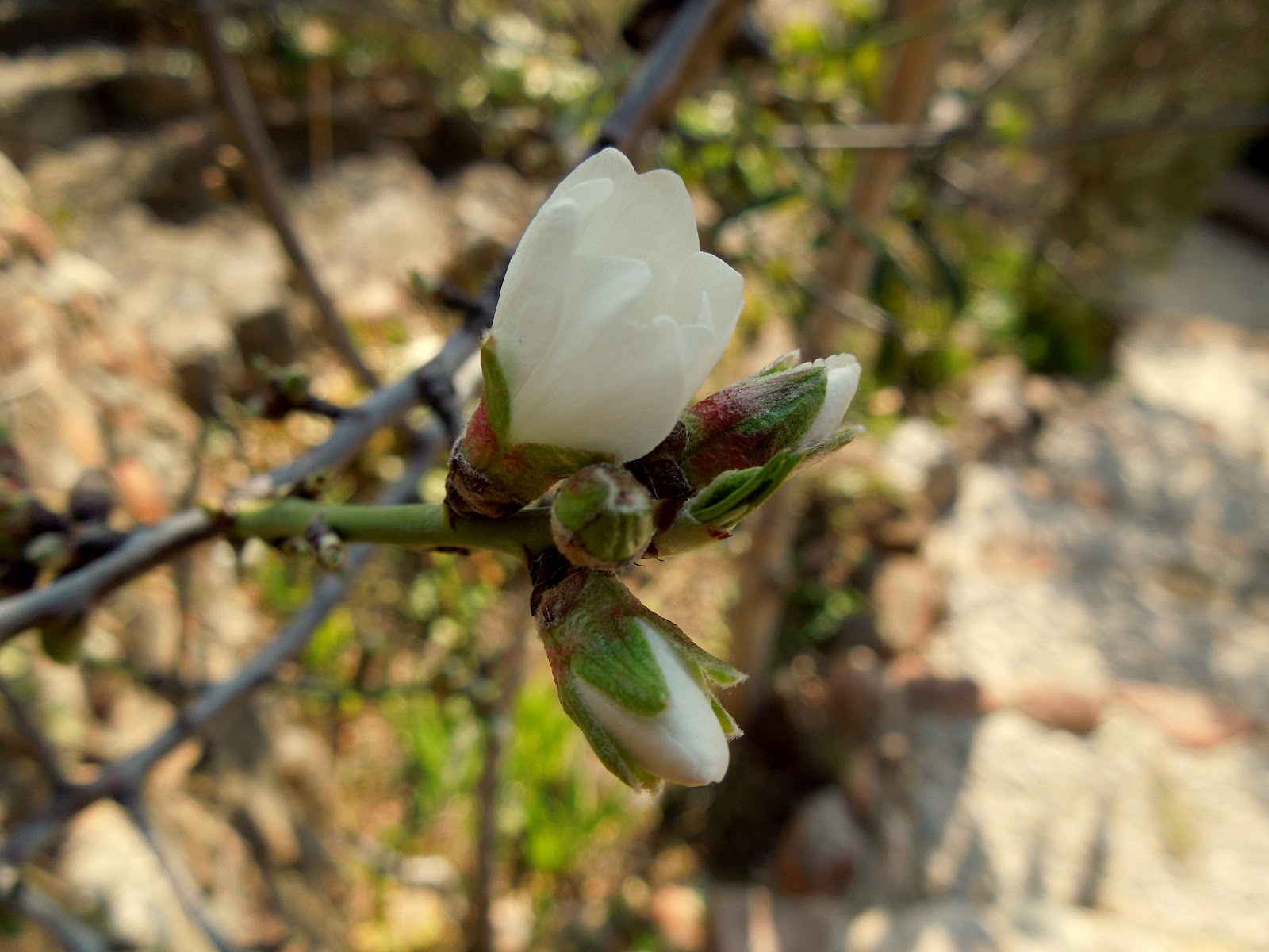 ALMENDRO en flor - BOTÀNIC SERRAT