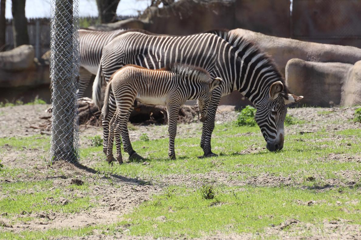 Michigan Exposures: Fauna at the Detroit Zoo