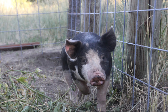 Down by the Creek: Bringing our butcher piglet home