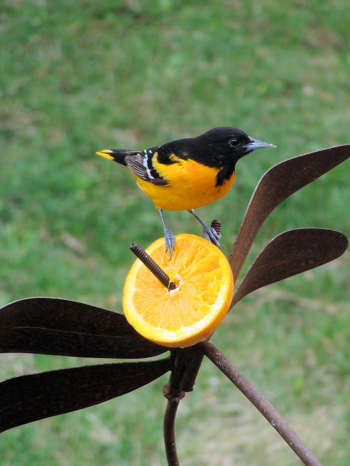 Dragonfly Swamp: Oriole Feeder and Beautiful Oriole Photos