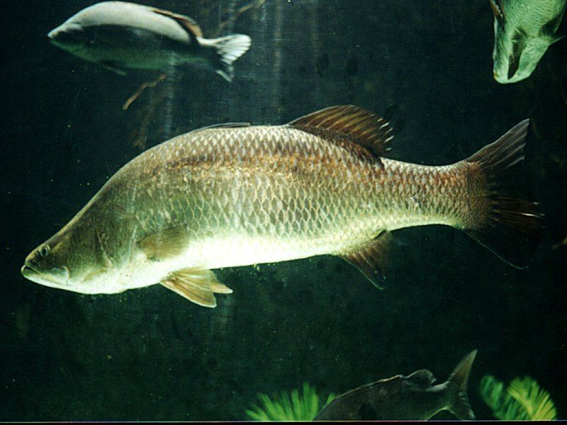 Artes de Pesca: ACTINOPTERYGII.