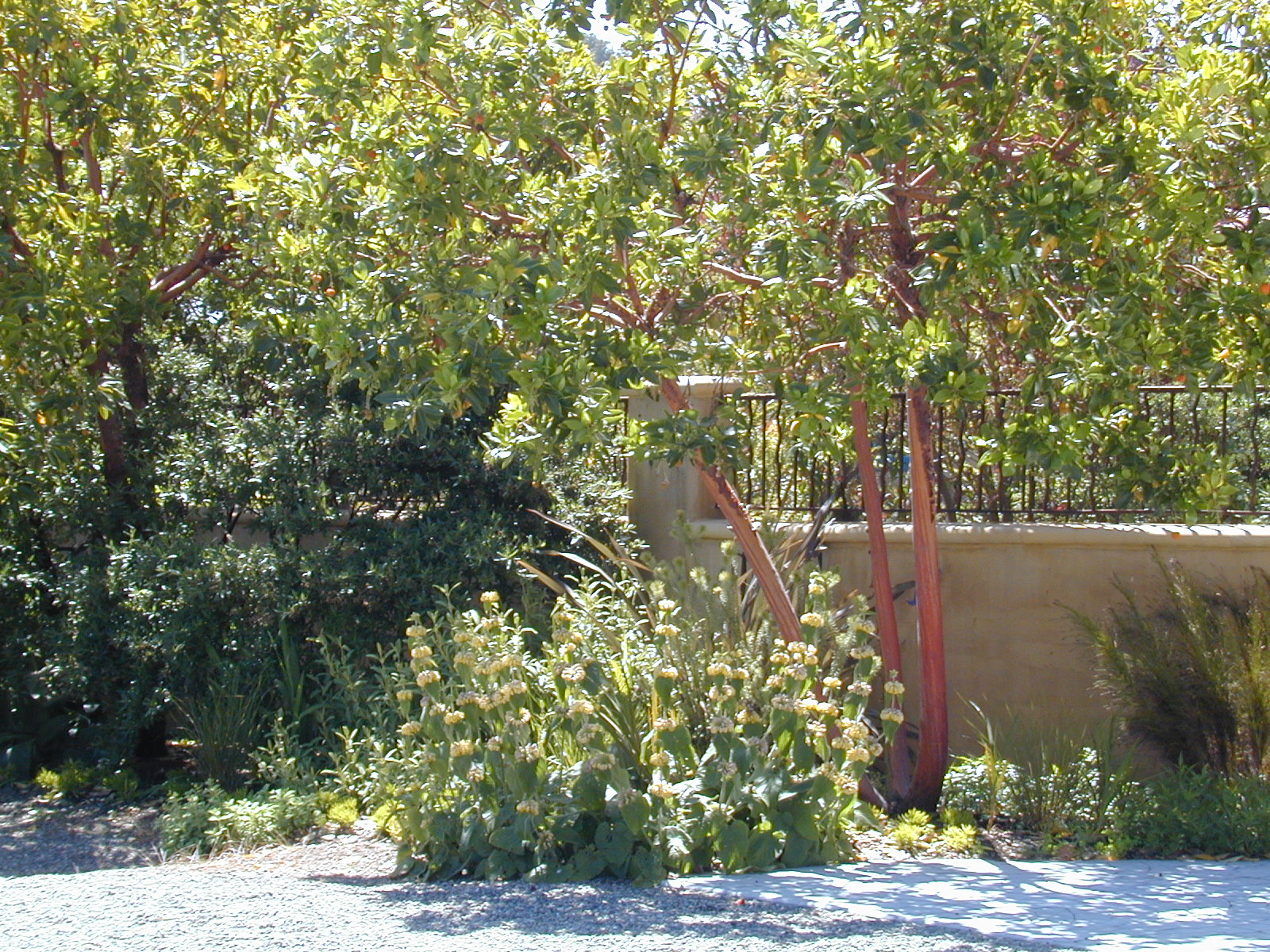 Trees of Santa Cruz County: Arbutus 'Marina' - Marina Strawberry tree