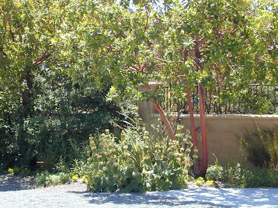 Trees of Santa Cruz County: Arbutus 'Marina' - Marina Strawberry tree