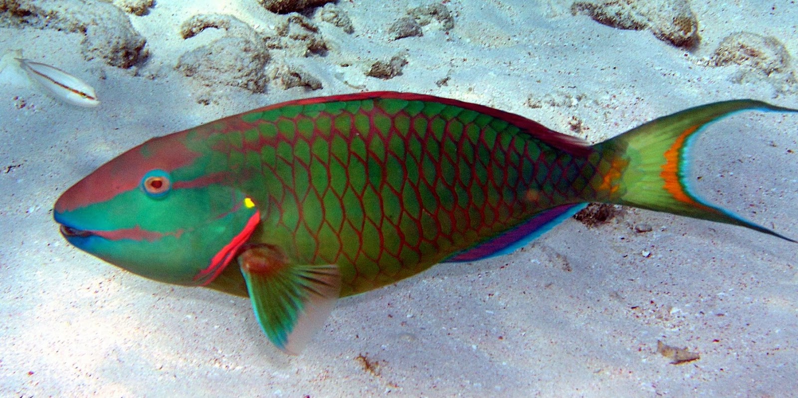 Dina's Travels: Cayman Islands stop