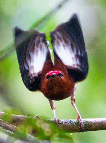 The Birds of Ecuador: Club-winged Manakin, Tropical Rainforest Wonder
