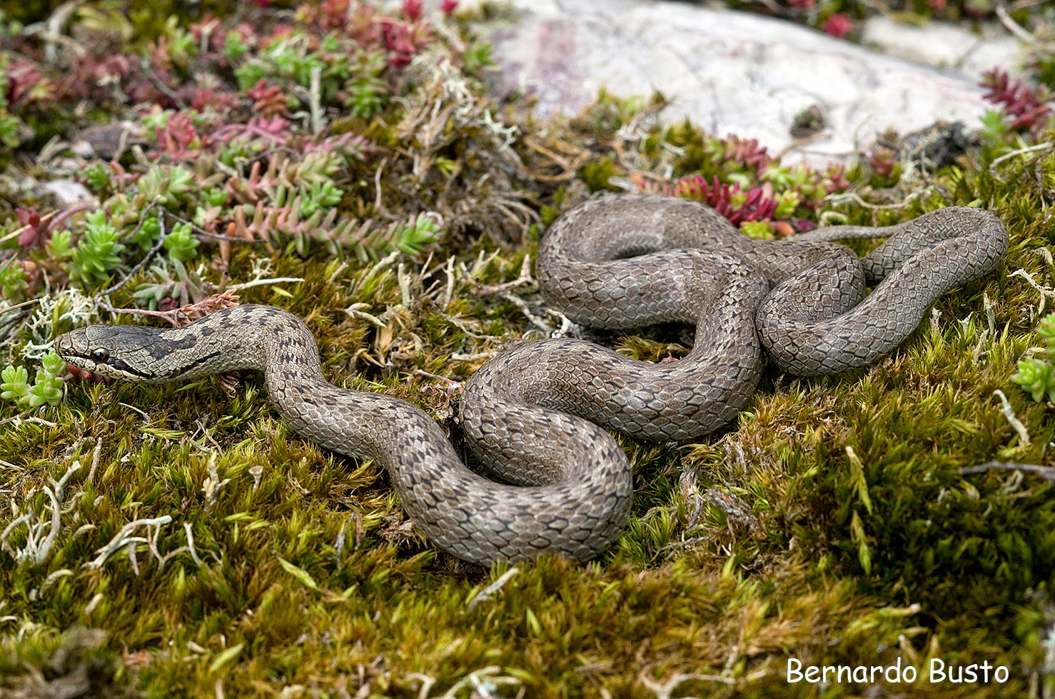 RÍA DE LA VILLA: agosto 2014