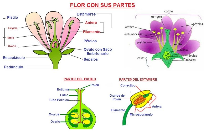 Blog de las clases de 5º. : Partes de la flor