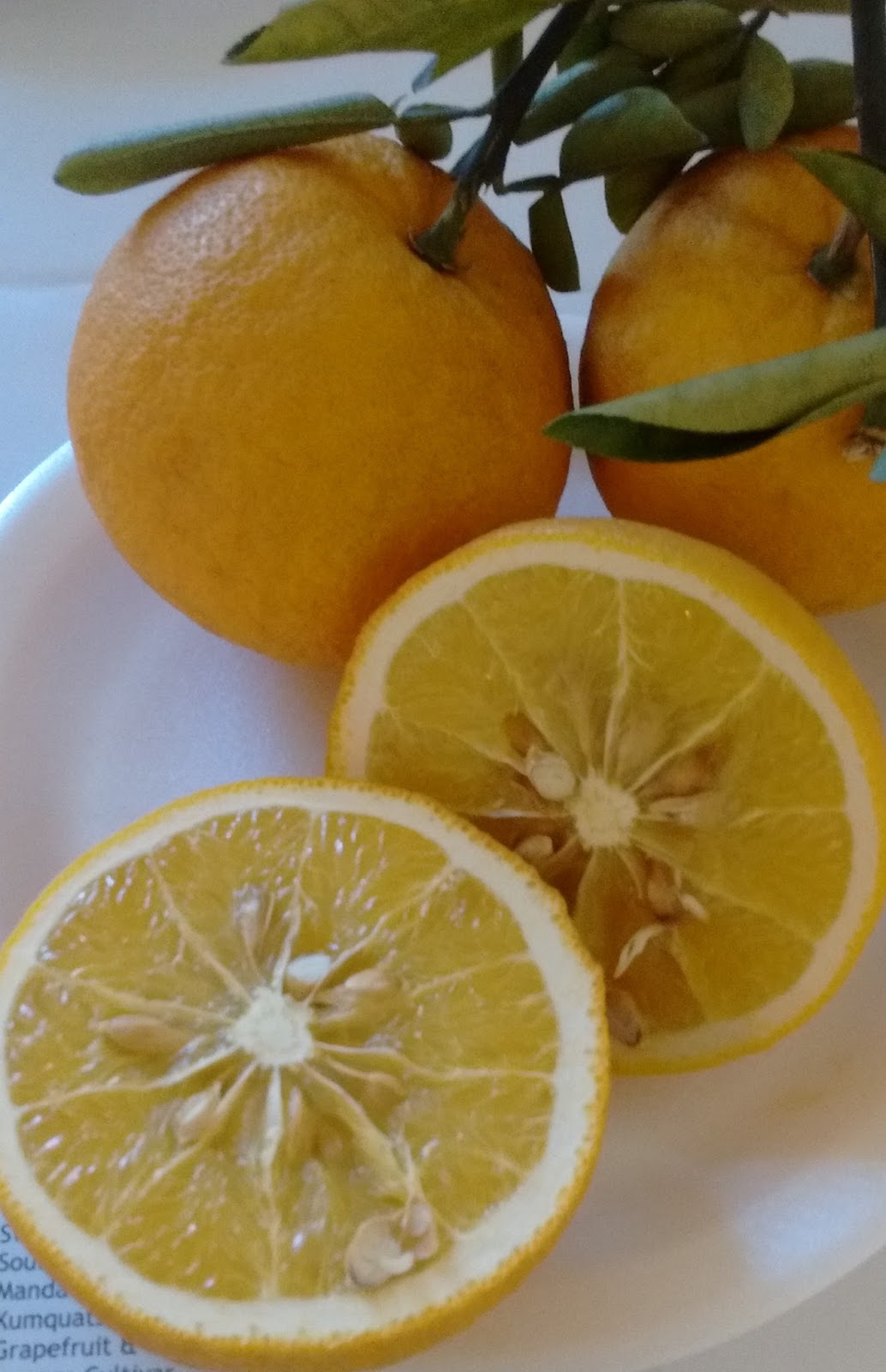 Hardy Citrus: Morton Citrange