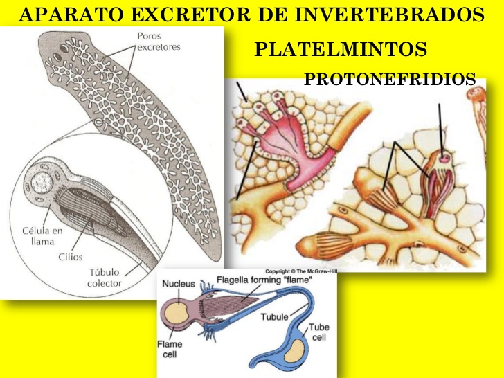 Biología y geología de 1º bachiller: Filo Platelminto