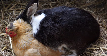 A bad witch's blog: The Real Story of the Easter Bunny and the Chicken?