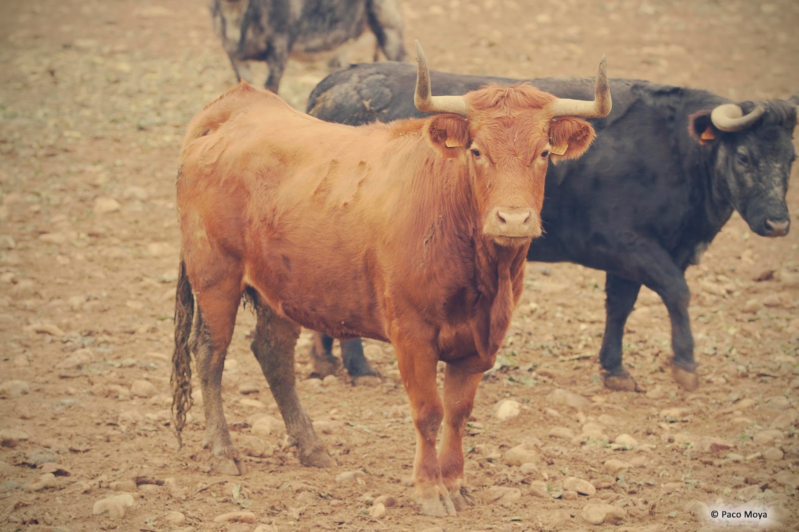 LAS VACAS DE LA CASTA NAVARRA