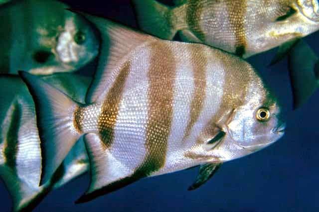 Borneo Island, Awaken To A Different World: Pacific Spadefish ...