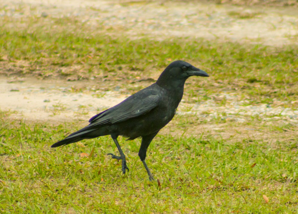 A Breath of Nature: American Crow