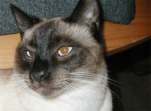 Applehead Siamese Cats