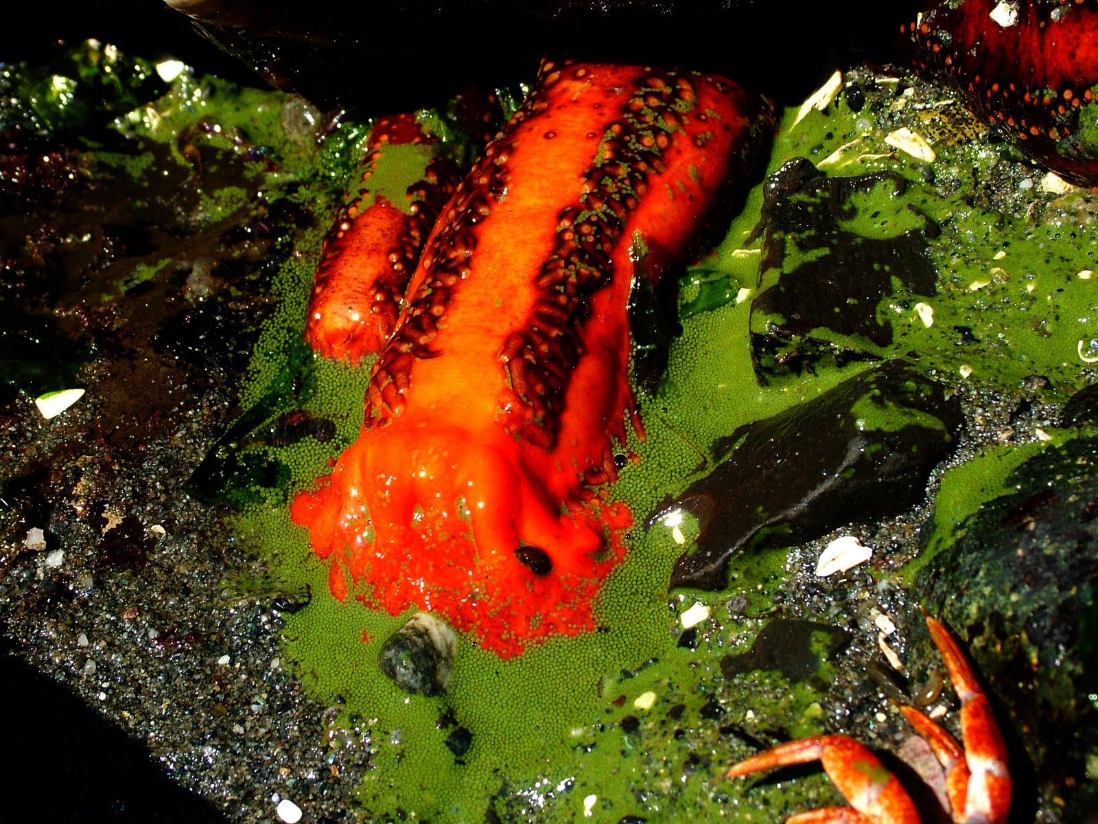 Buzz's Marine Life of Puget Sound: Eggs of the Intertidal