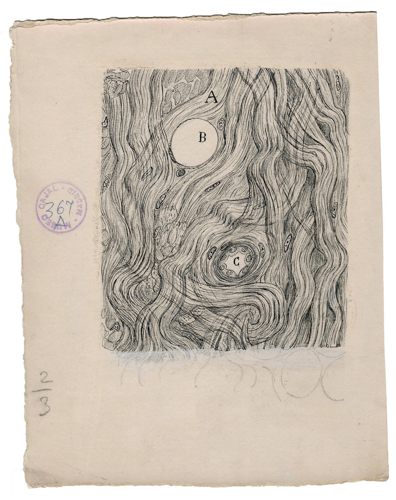 Arte: Una inmersión profunda en el Cerebro, dibujado a mano por el ...