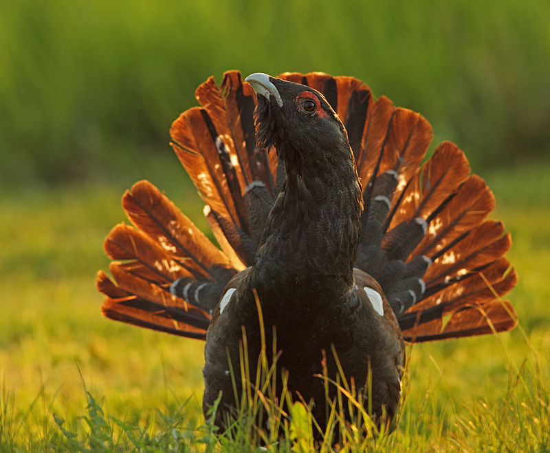 NOF Hitra-Frøya lokallag: Hormonsjuk tiur på Hitra