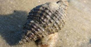 Variety of Life: Cantharus