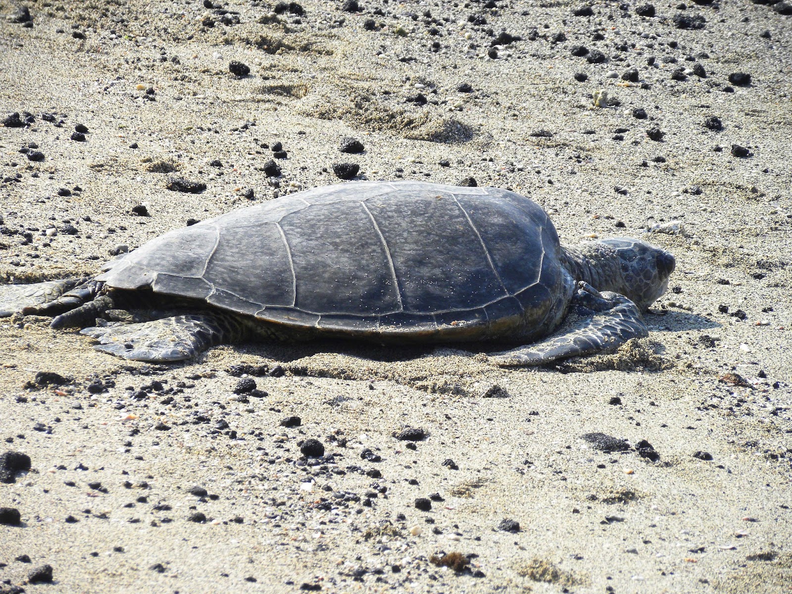 PS Whimsy - Behind the Brush: 2016-02-07