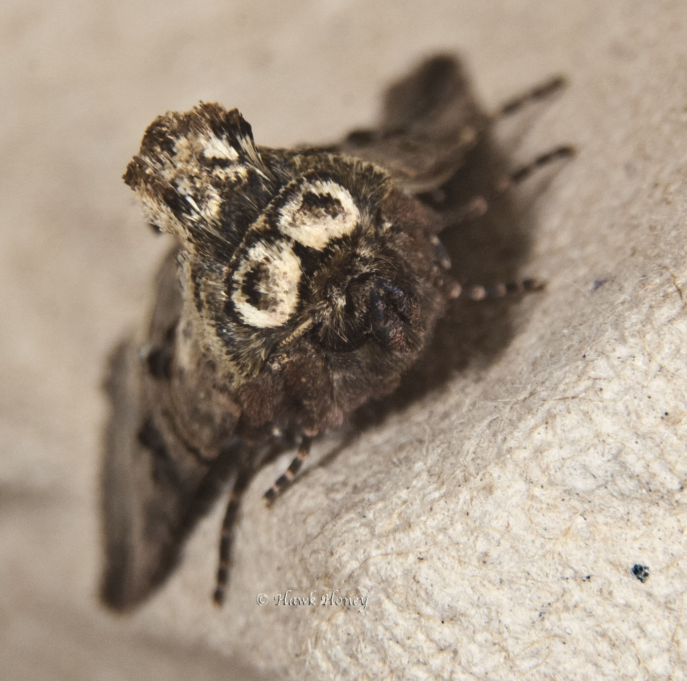 Drawing and Illusion: 100 Moths and Butterflies in my garden