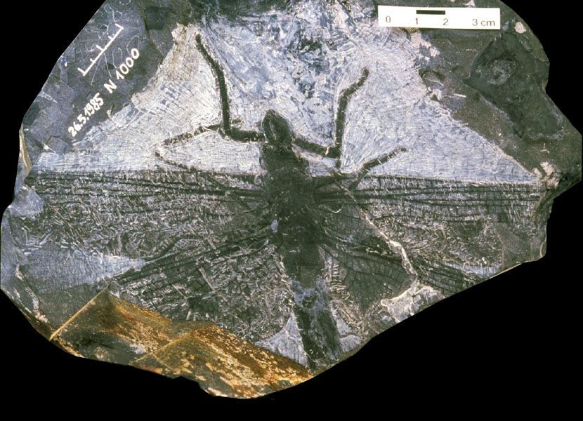 Meganeuropsis Permiana Fossil