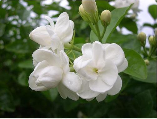 Jasmine Flowers Plant