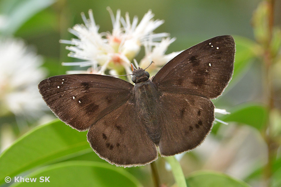 Butterflies of Singapore: Butterfly of the Month - December 2017