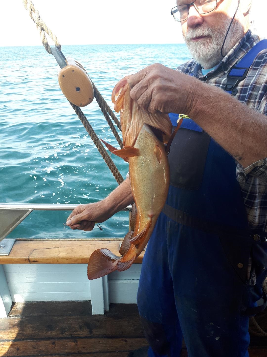 Fisk i Danmark: august 2018