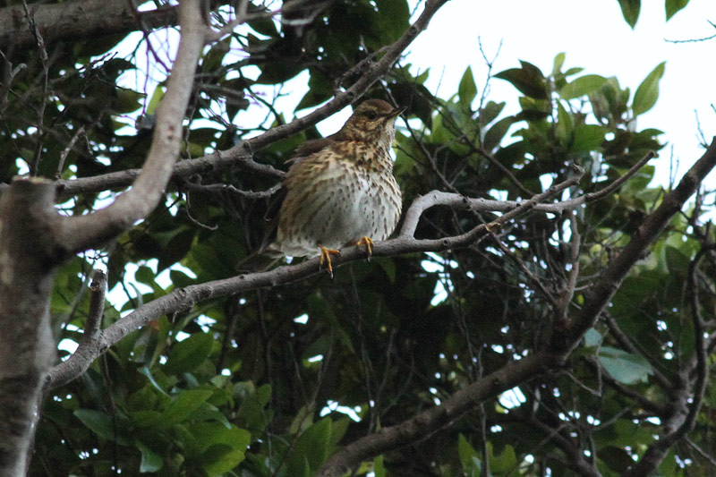 Dartford Warbler: Lord Howe Island