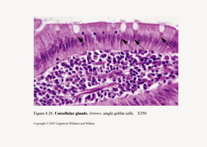 Propanona: Glándulas.