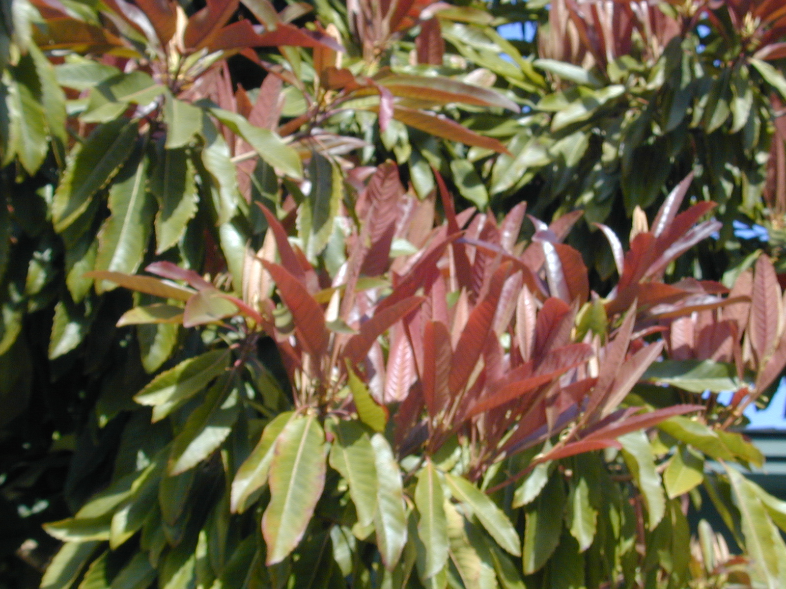 Trees of Santa Cruz County: Eriobotrya deflexa - Bronze Loquat