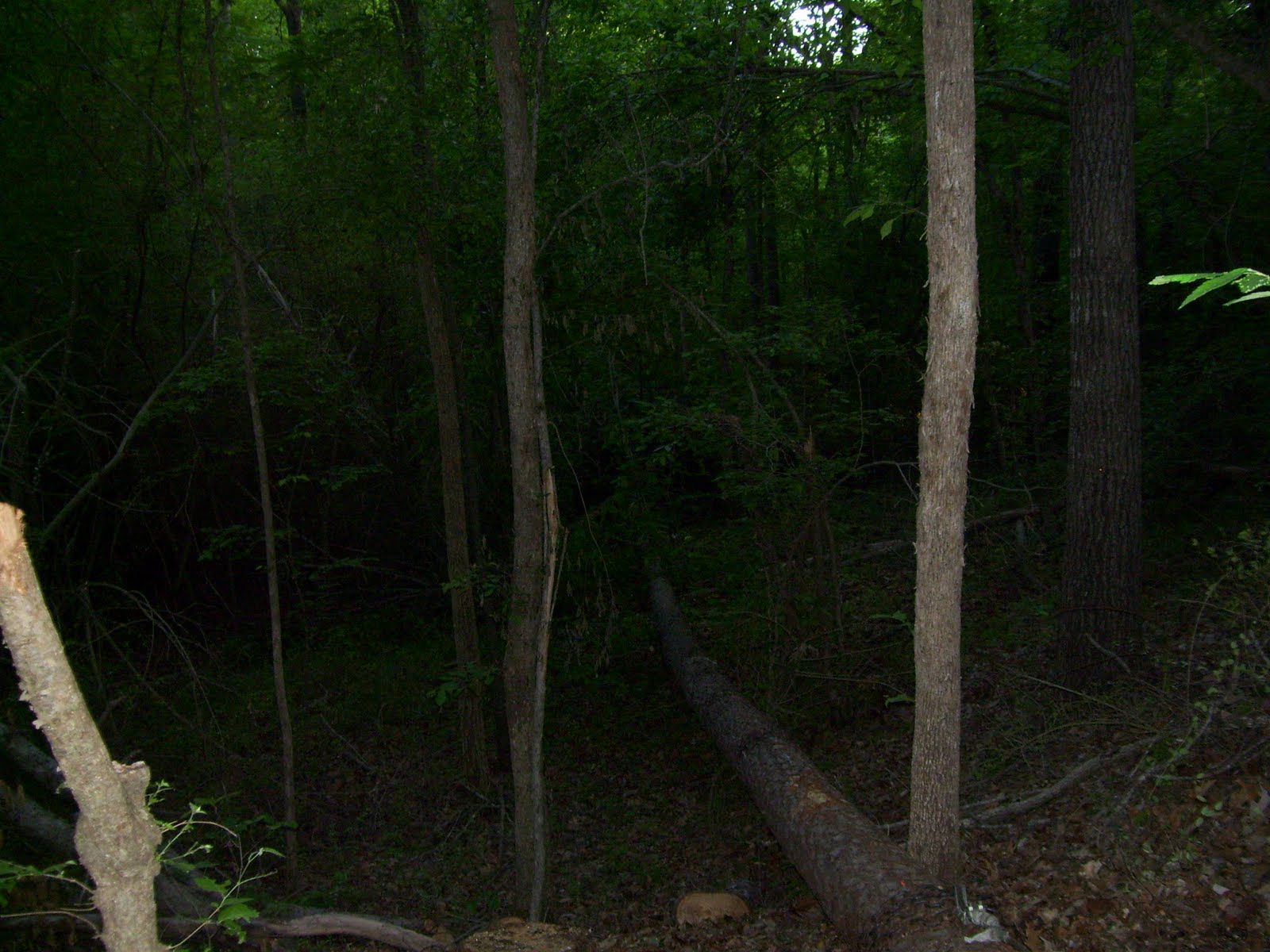 Building a butt and pass log cabin