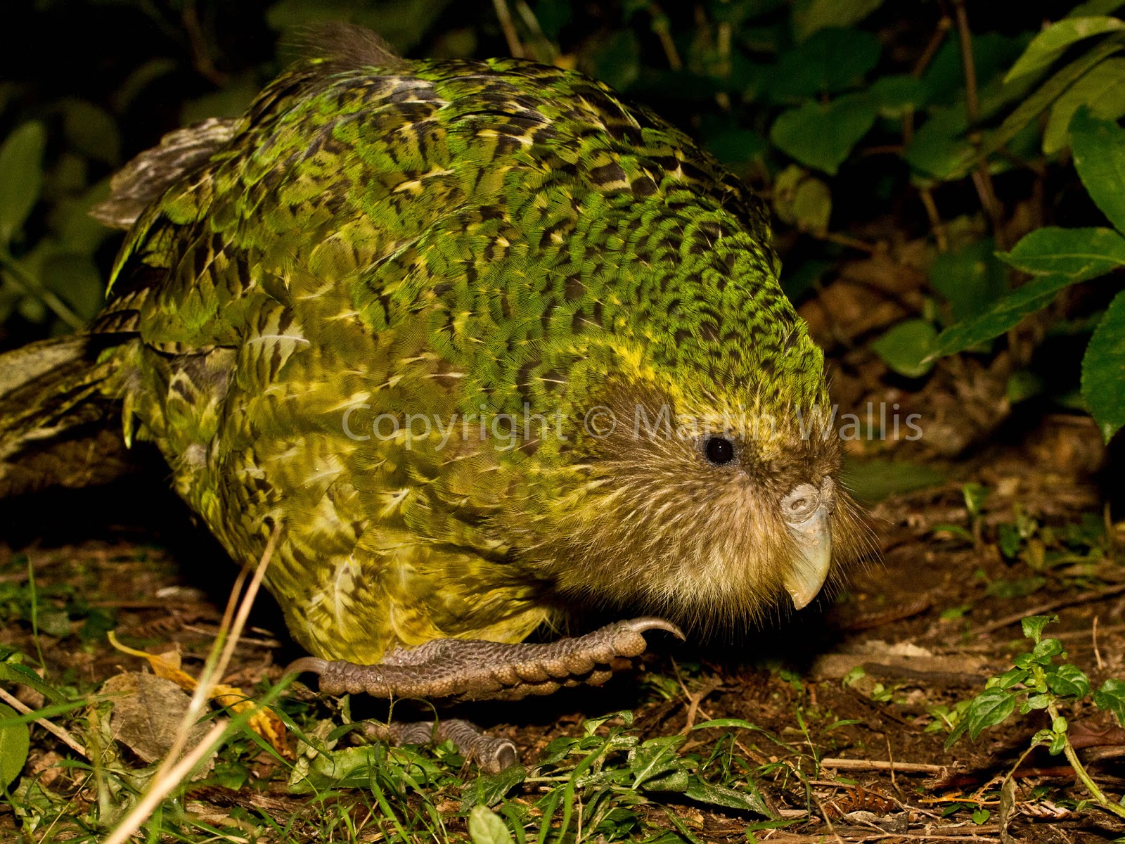 kurumiyama's blog: カカポ