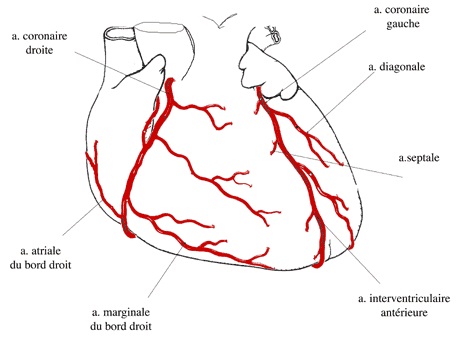 Ta100T: INFARCTUS DU MYOCARDE - MYOCARDIAL INFARCTION