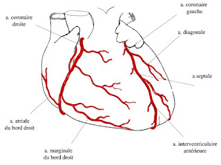 Ta100T: INFARCTUS DU MYOCARDE - MYOCARDIAL INFARCTION