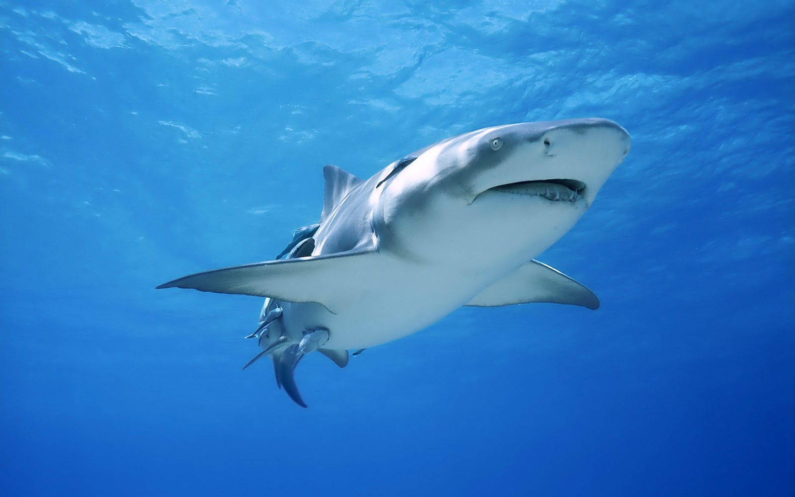 World All Animals: Sharks New Wallpapers 2013