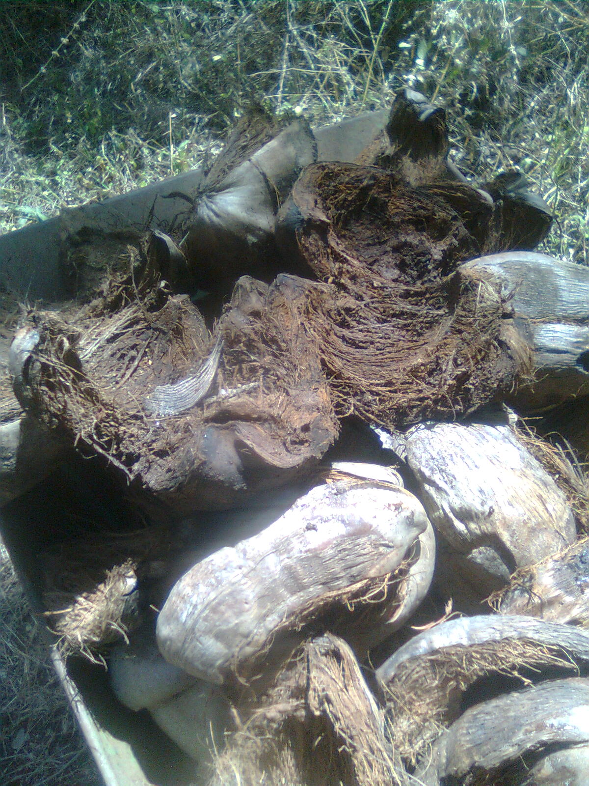 My Experiments With Farming: Coconut husk - water retention properties