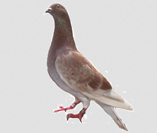 Gambar Burung Merpati Balap Terbang Tinggian dan Dasar Sprint Juara ...