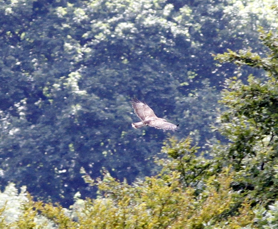WEST YORKSHIRE BIRDING: Shibden Head