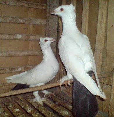 Merpati Endemik Indonesia