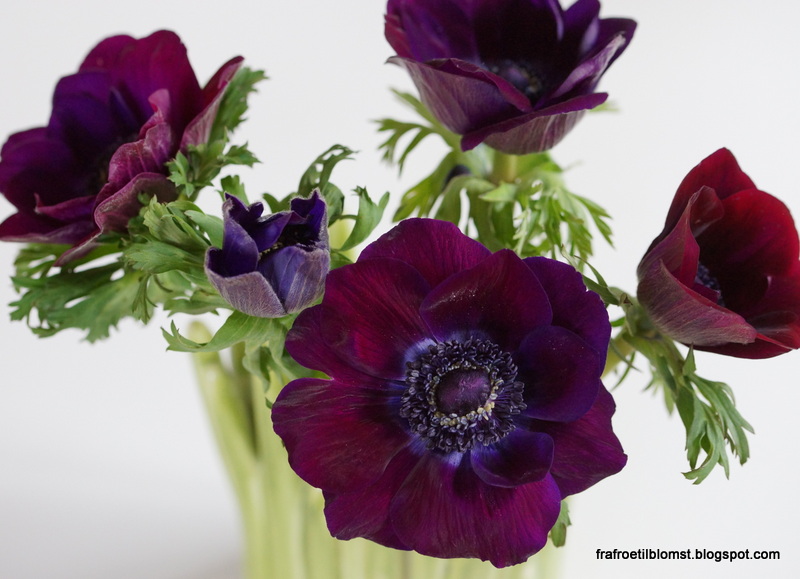 Fra frø til blomst: Franske anemoner